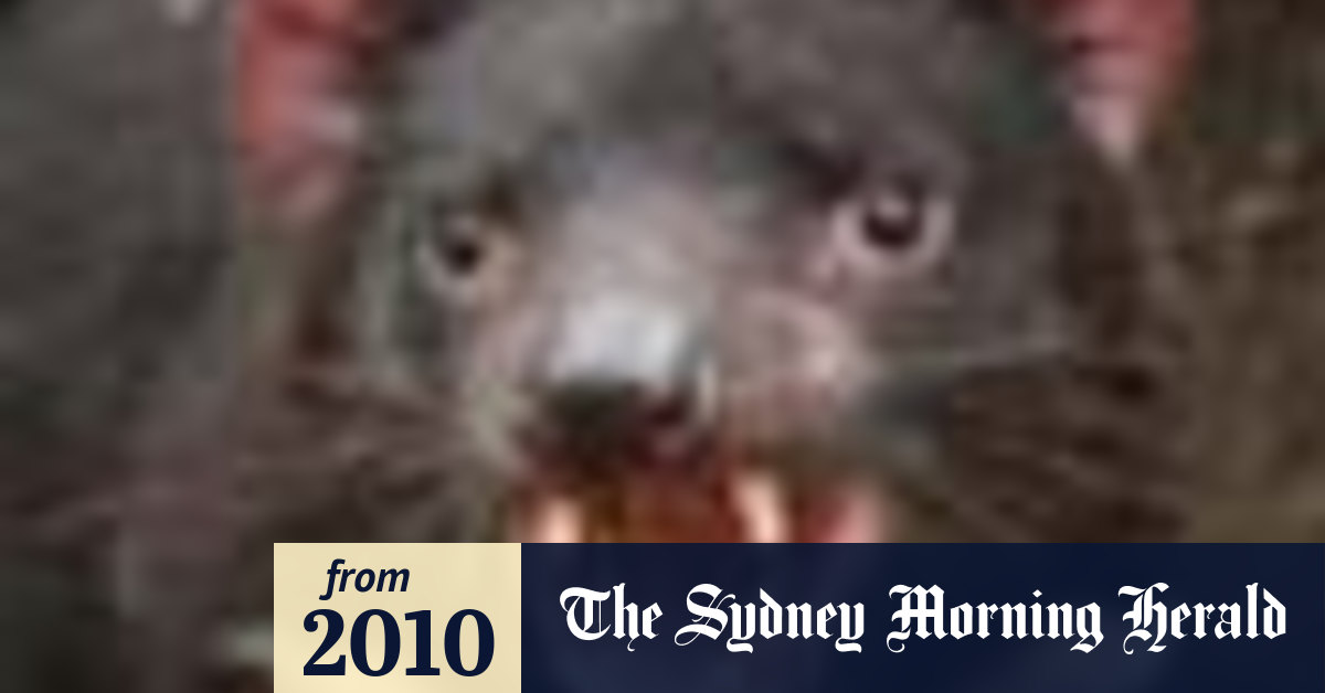 Scientists one step closer to saving Tassie Devil